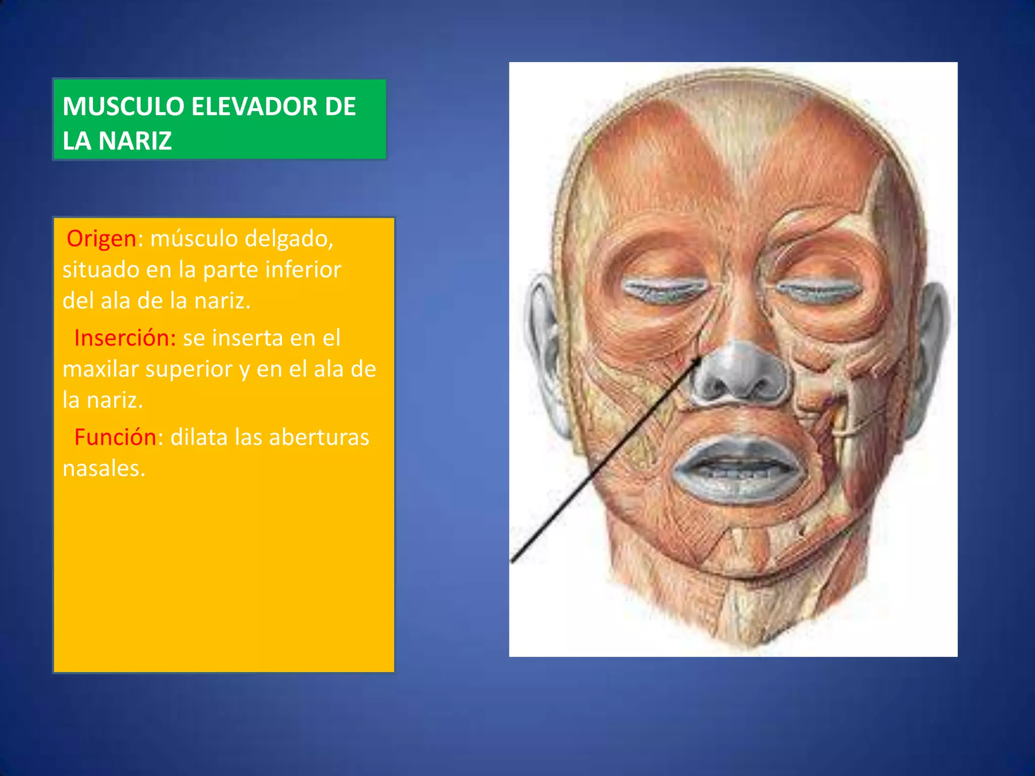 Musculos de la cara | PPTX
