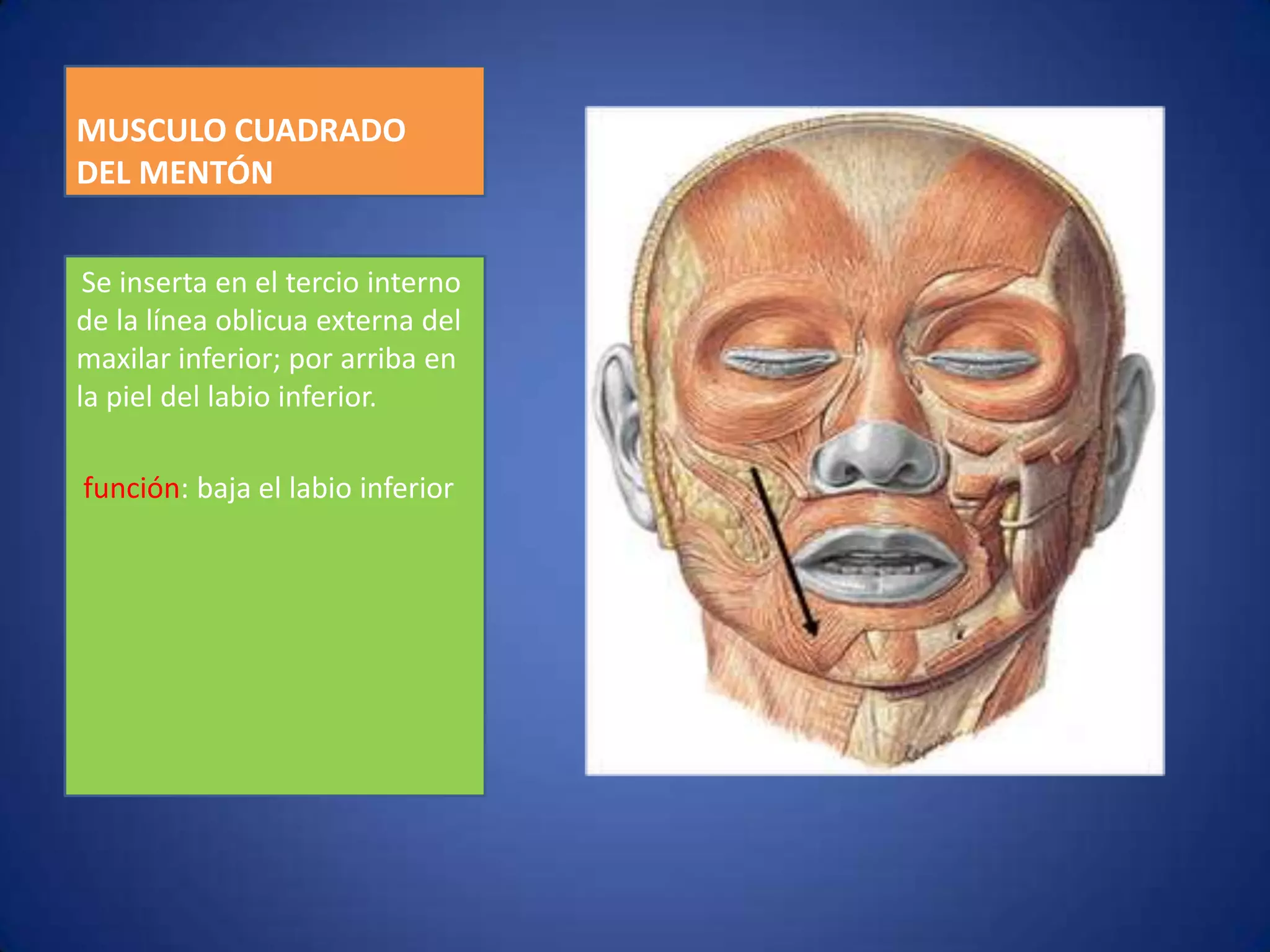 Musculos De La Cara PPTX Musculos De La Cara PPTX