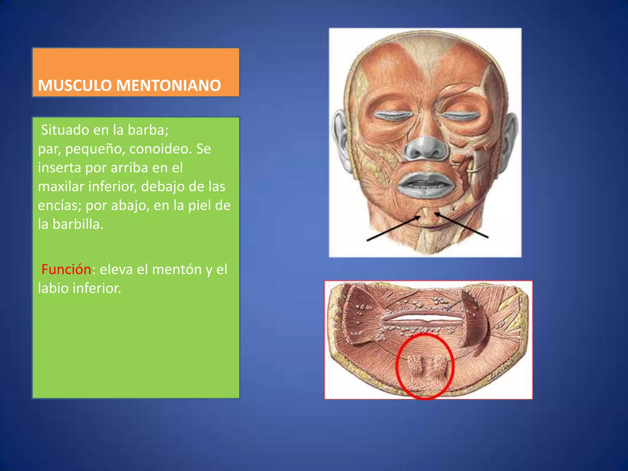 Musculos de la cara | PPTX