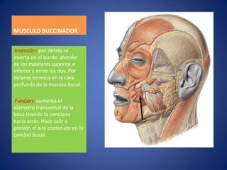 Musculos de la cara | PPTX
