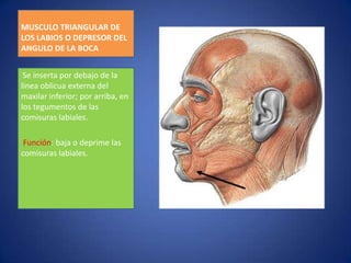 Musculos de la cara | PPTX