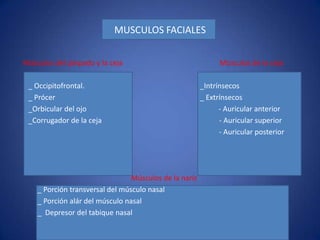Musculos de la cara | PPTX