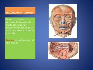 Musculos de la cara | PPTX