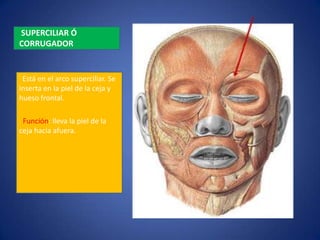 Musculos de la cara | PPT