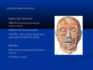 Musculos de la cara | PPT