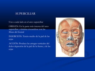 Musculos de la cara | PPT