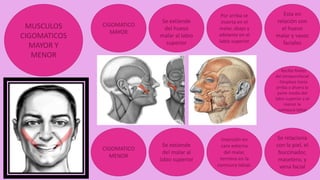 Musculos de la cara | PPTX