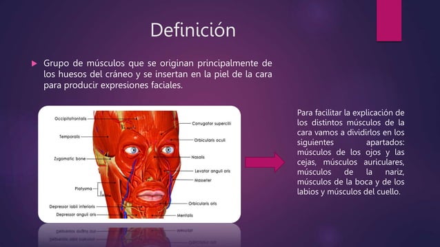 anatomia estructural de Musculos de la cara.pptx