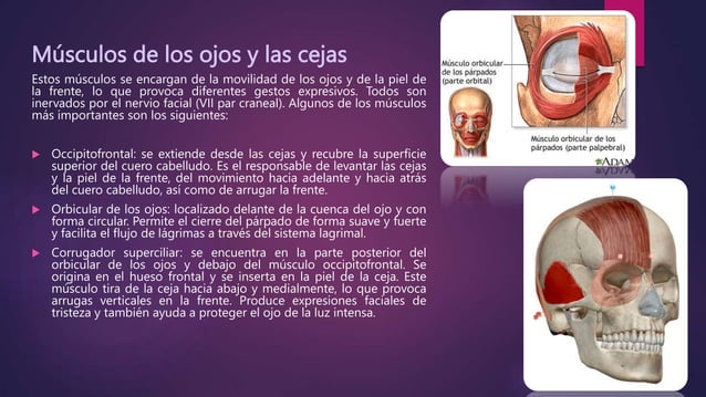 anatomia estructural de Musculos de la cara.pptx | Descarga Gratuita