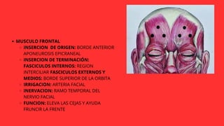 musculos de la caraaaaaaaaaaaaaaaaaaaaaaa | PDF