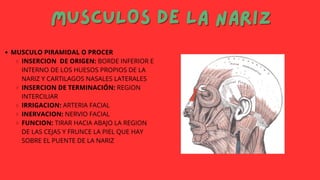 musculos de la caraaaaaaaaaaaaaaaaaaaaaaa | PDF