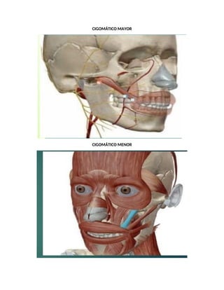 MUSCULOS DE LA CARA partes ubicación y función | DOCX
