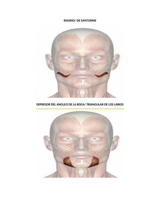 MUSCULOS DE LA CARA partes ubicación y función | DOCX