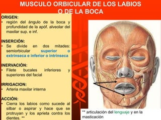 Musculos de la cara - anatomia humana | PPTX