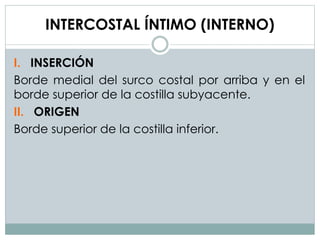 Musculos de la cara anterior del torax | PPTX