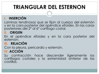 Musculos de la cara anterior del torax | PPTX
