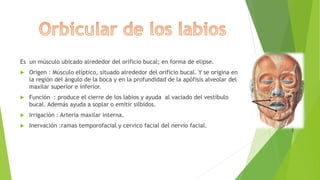 Musculos de la cara | PPTX