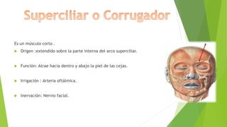 Musculos de la cara | PPTX