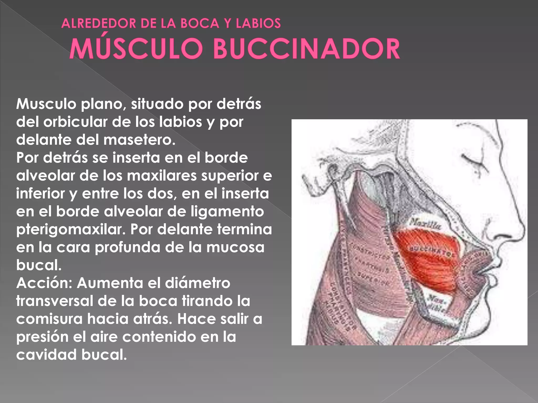 Musculos de la cara y craneo | PPTX