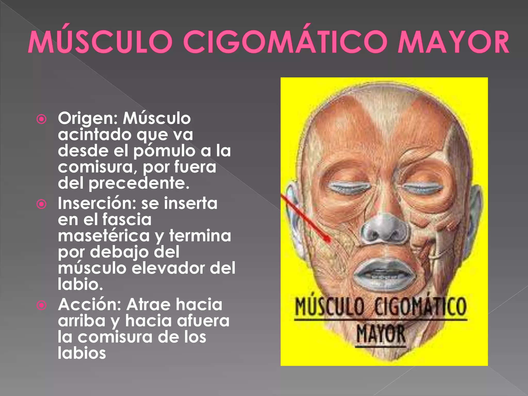 Musculos de la cara y craneo | PPTX