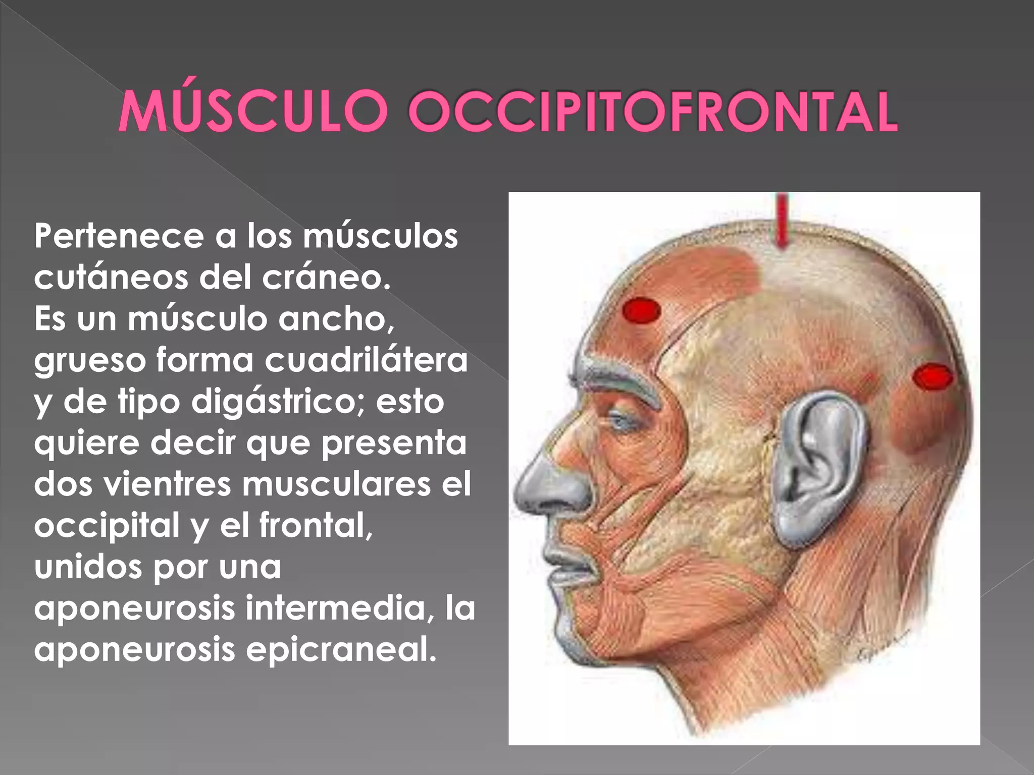 Musculos de la cara y craneo | PPTX