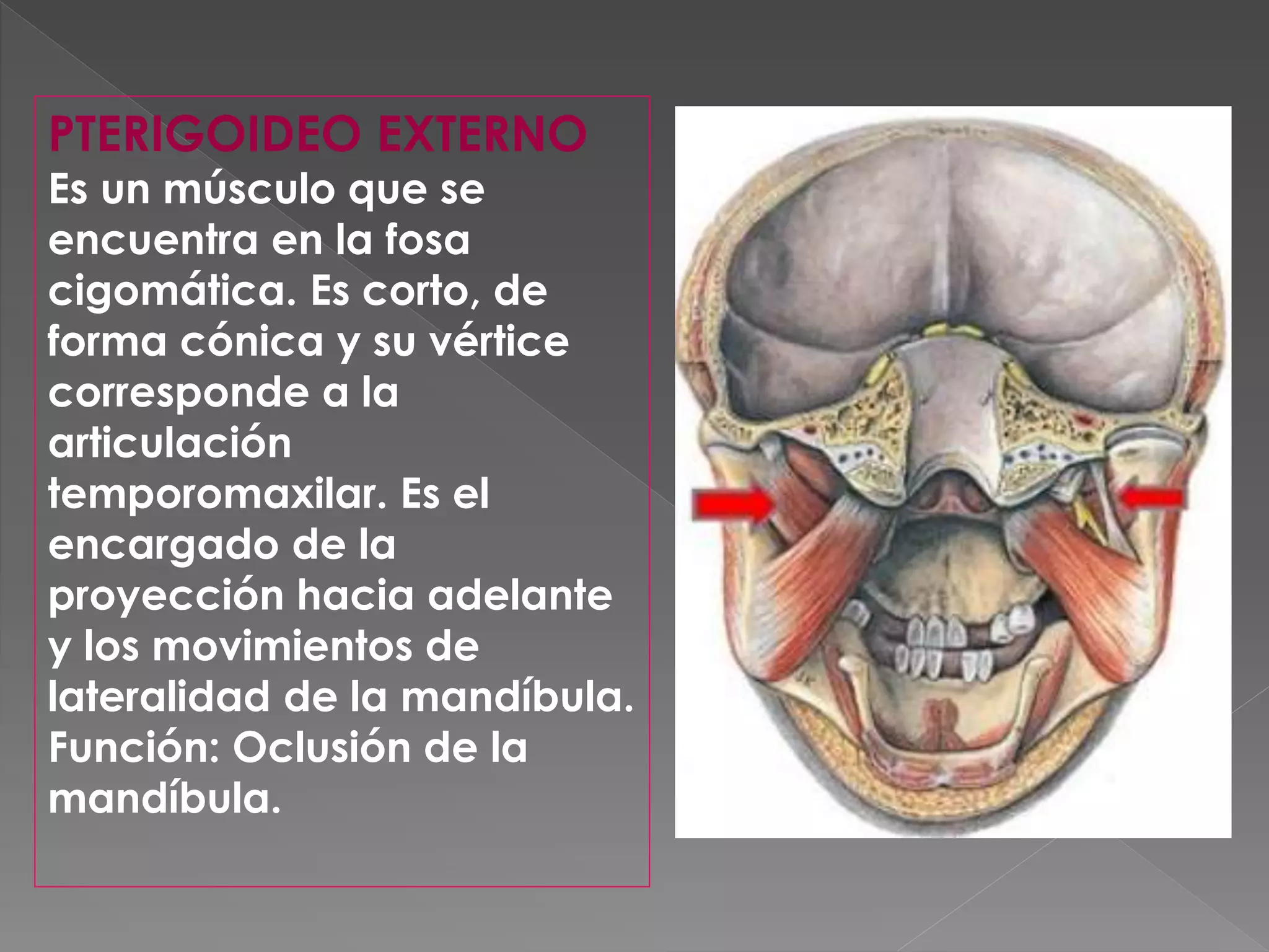 Musculos de la cara y craneo | PPTX