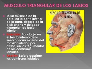 Musculos de la cara y craneo | PPTX