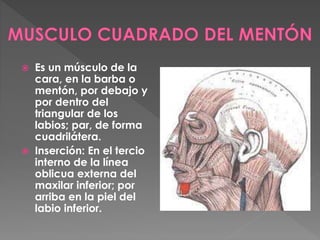 Musculos de la cara y craneo | PPTX