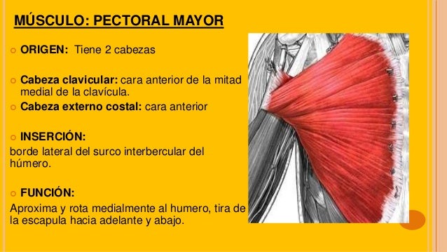 Pectoral Mayor