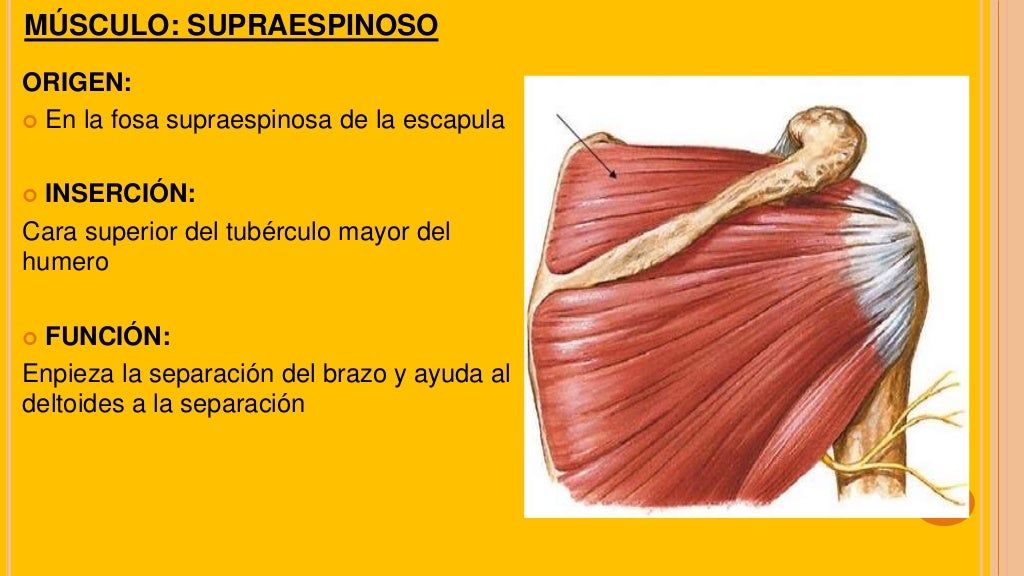 MÚSCULOS DE LA CINTURA ESCAPULAR