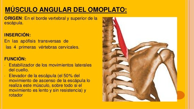 MÚSCULOS DE LA CINTURA ESCAPULAR