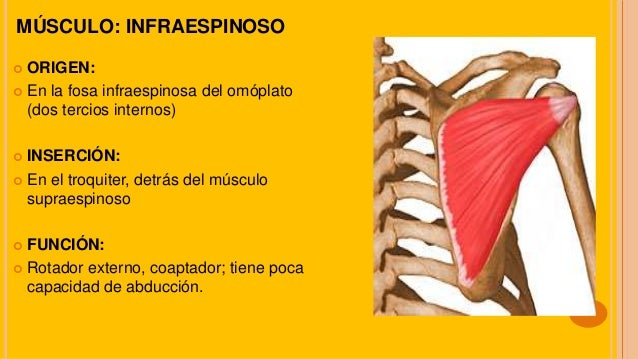 MÚSCULOS DE LA CINTURA ESCAPULAR