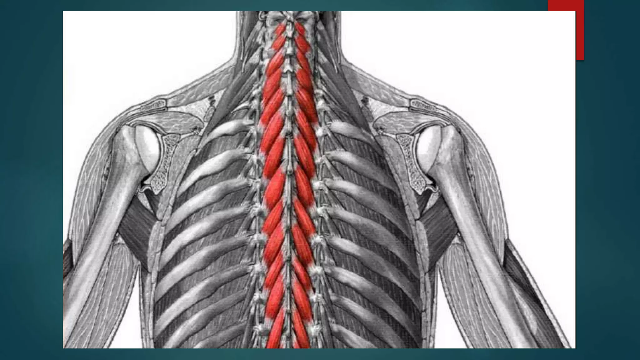 MUSCULOS DE LA COLUMNA VERTEBRAL.pptx