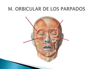 Musculos De La ExprecióN Facial | PPTX