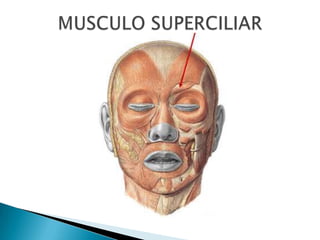 Musculos De La ExprecióN Facial | PPTX