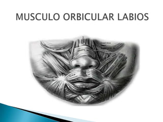 Musculos De La ExprecióN Facial | PPTX