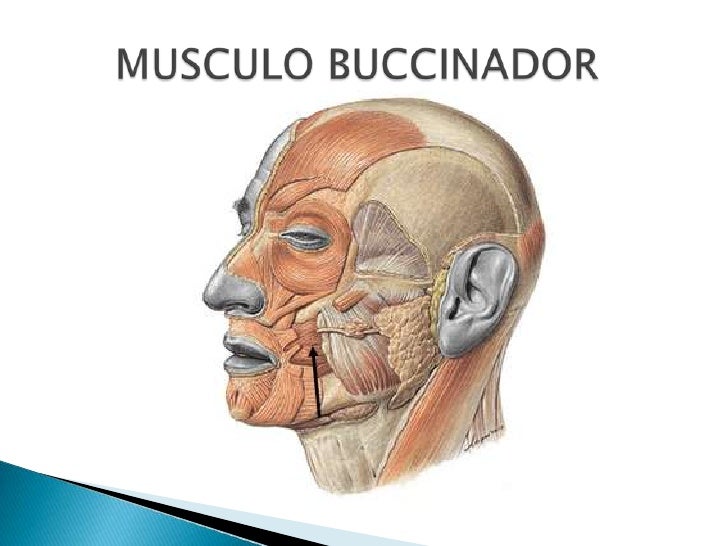 Musculos De La ExprecióN Facial