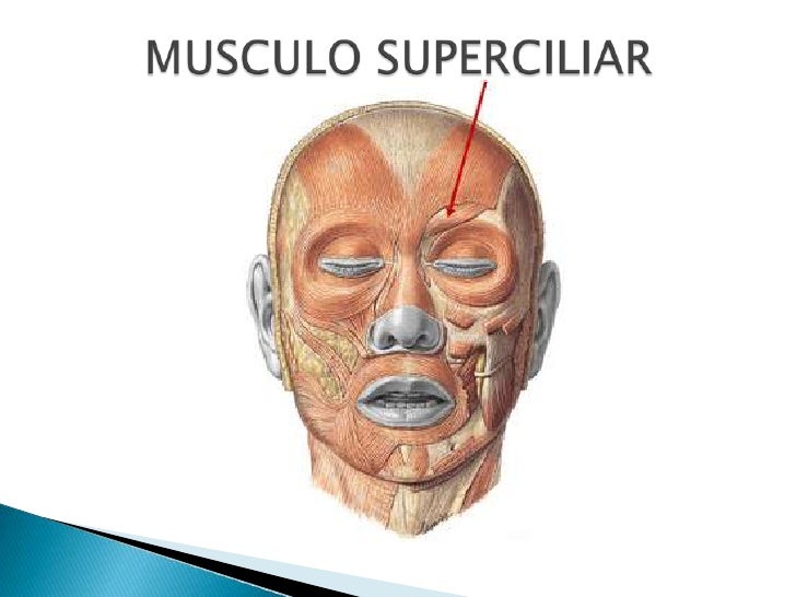 Musculos De La ExprecióN Facial