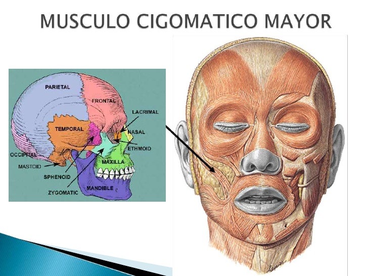 Musculos De La ExprecióN Facial