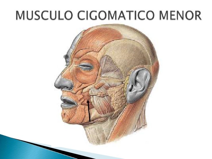 Musculos De La ExprecióN Facial