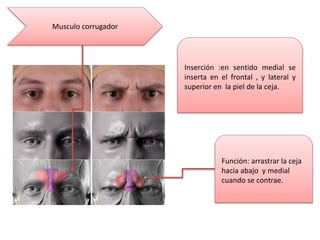 MUSCULOS DE LA EXPRECION FACIAL 2.0.pptx