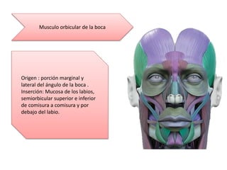 MUSCULOS DE LA EXPRECION FACIAL 2.0.pptx