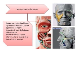 MUSCULOS DE LA EXPRECION FACIAL 2.0.pptx