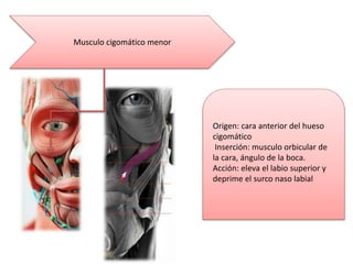 MUSCULOS DE LA EXPRECION FACIAL 2.0.pptx