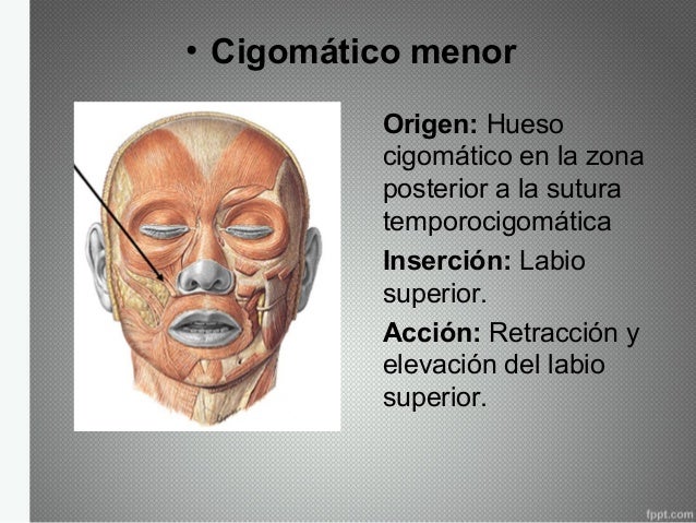 Músculos de la expresión facial