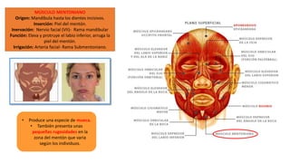Musculos de la expresion facial | PPTX