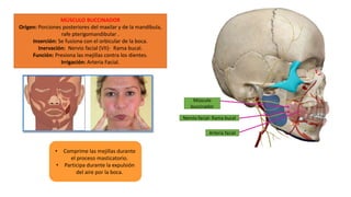 Musculos de la expresion facial | PPTX