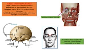 Musculos de la expresion facial | PPTX