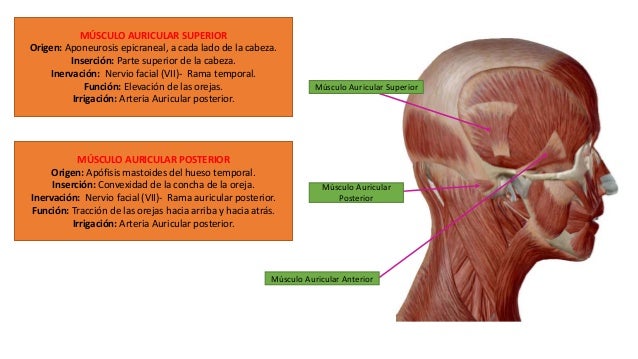 Musculos de la expresion facial