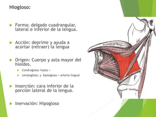 Arteria Lingual Hiogloso